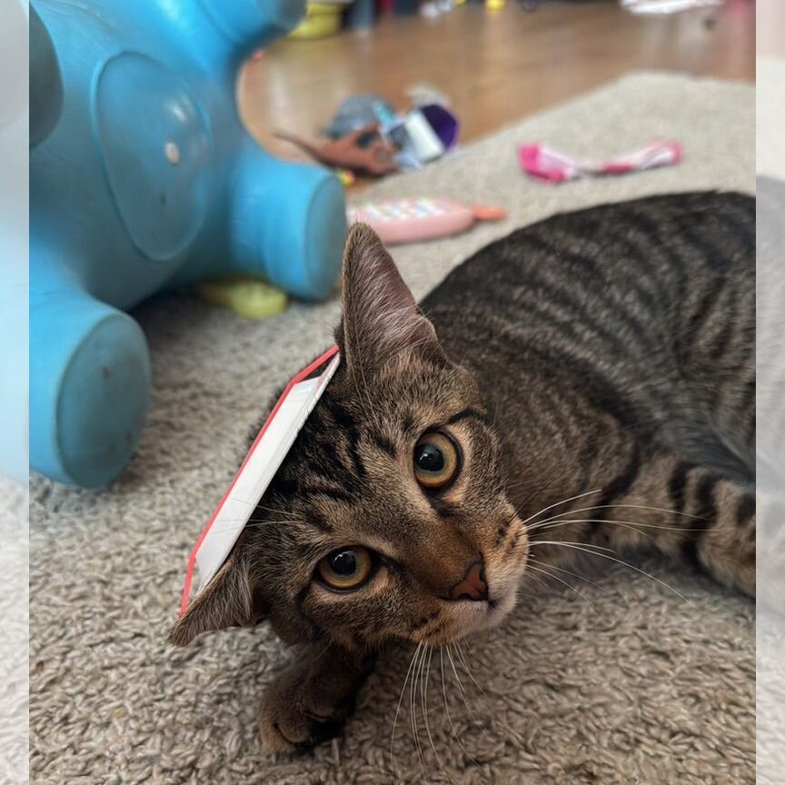 Шотландский прямоухий длинношёрстный котёнок