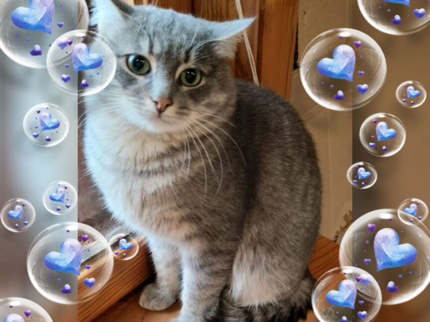 Котик подросток в добрые руки
