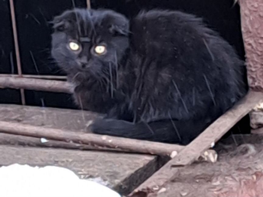 Кошки породистые вислоухие