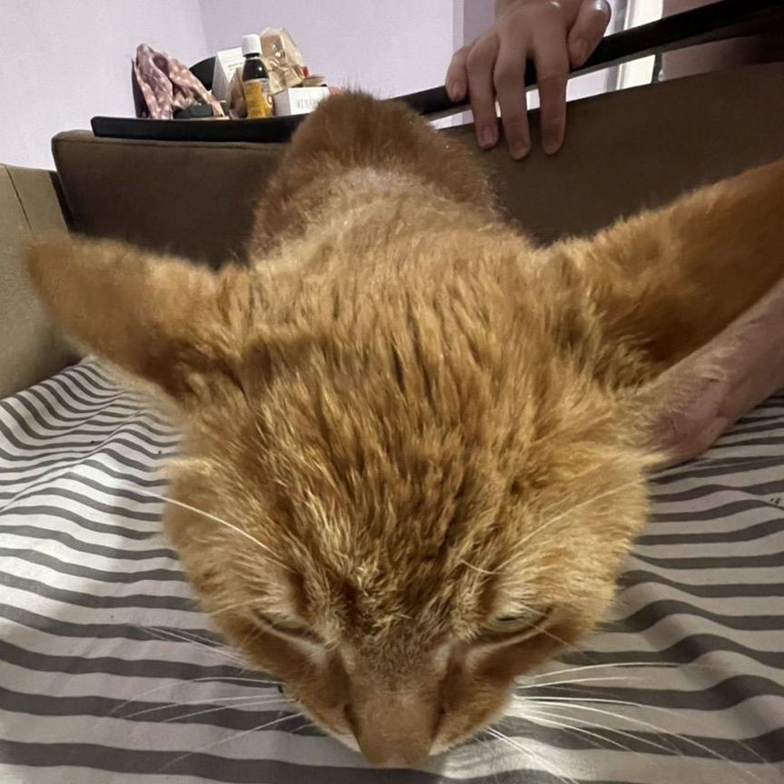 Отдам кота в добрые руки
