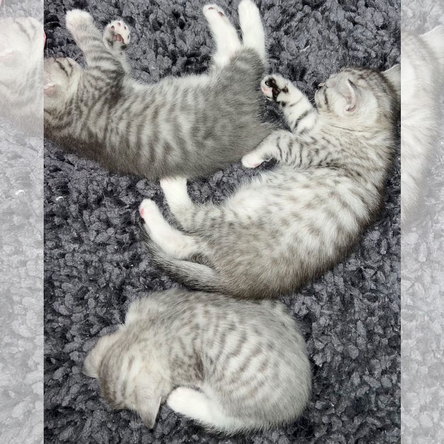 Британский короткошёрстный котёнок