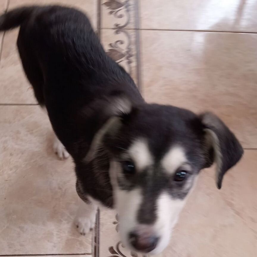 Щенок в добрые руки