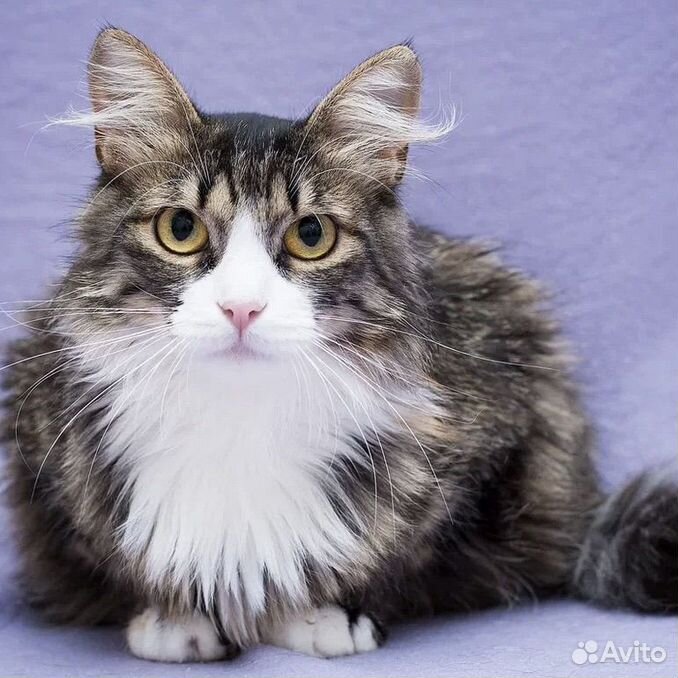 Самая шикарная кошка Аврора