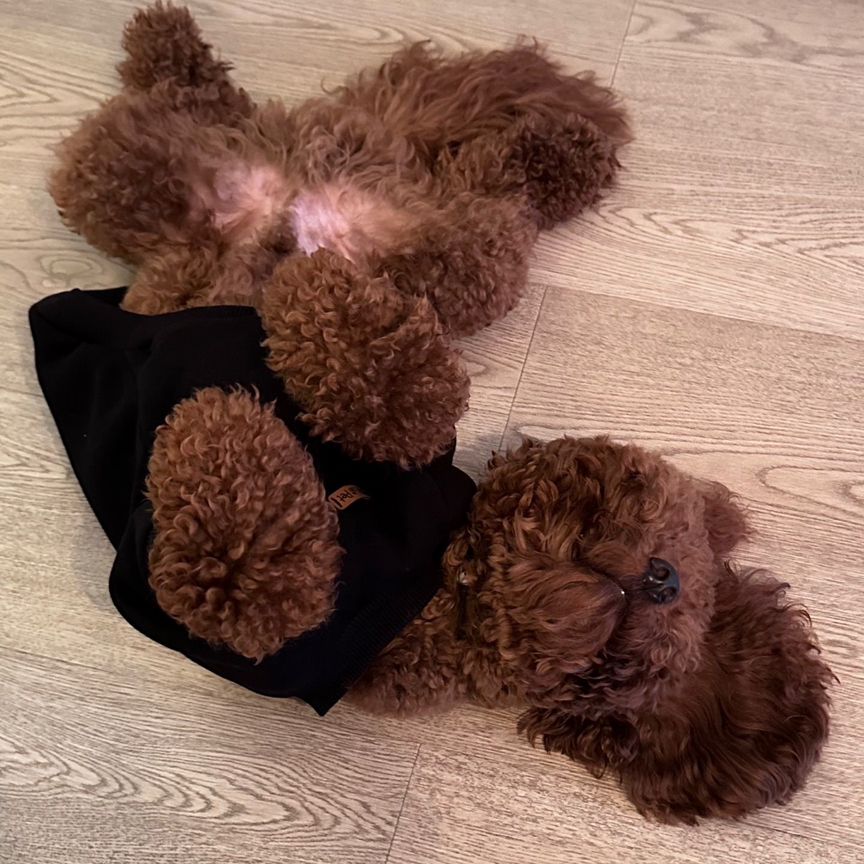 Мальтипу f1 стандарт мальчик