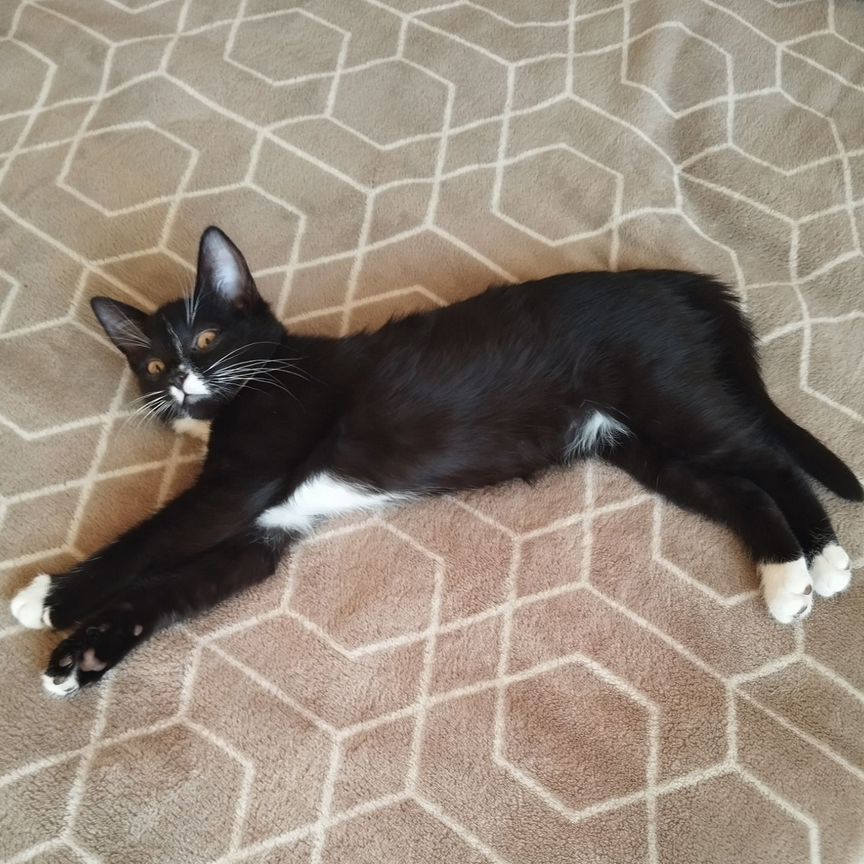 Зульфия любимая кошка 3,5 мес