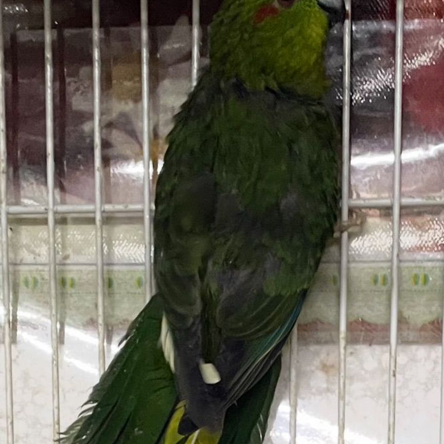 Новозеландский какарик