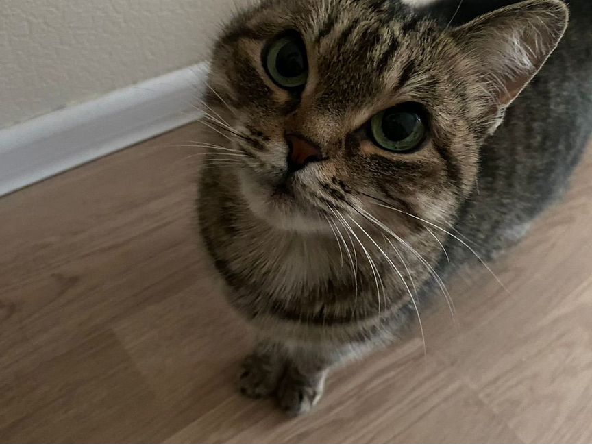 Кошка