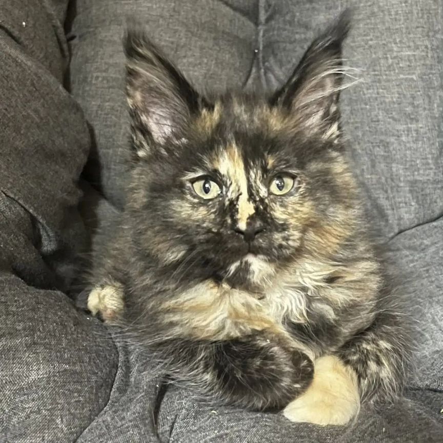 Мейн-кун котёнок