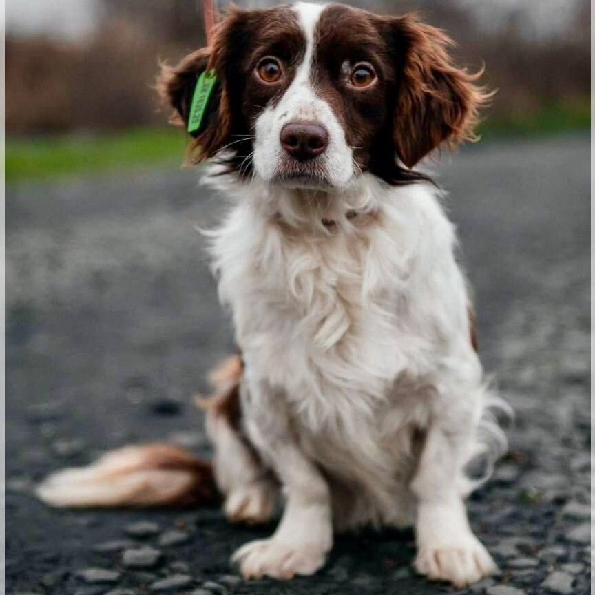 Взрослая собака в добрые руки