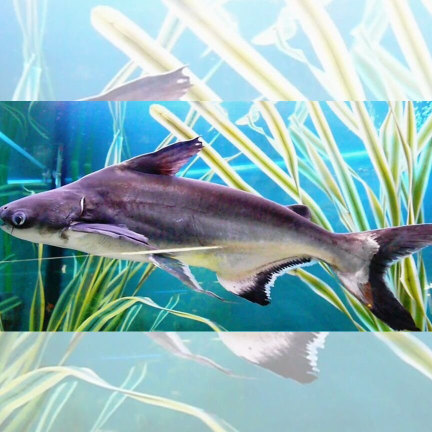 Акулий сом Пангасиус 6-7 см