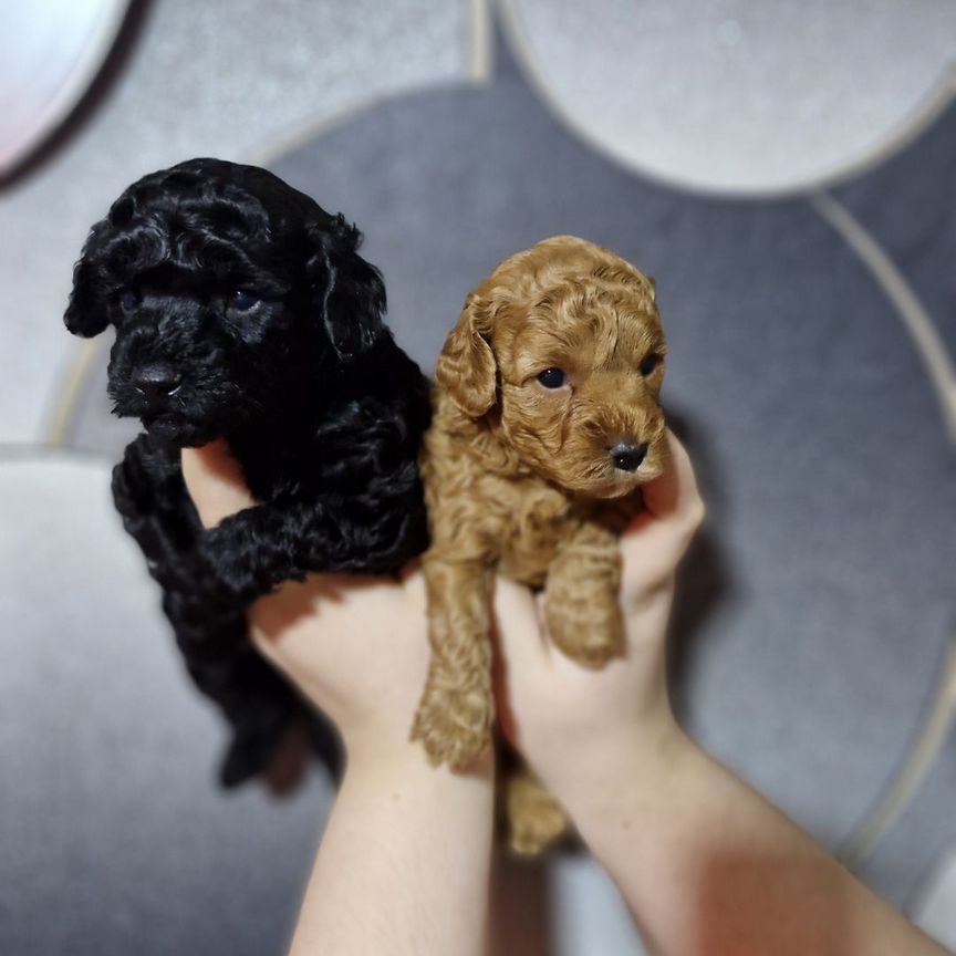 Той-пудель щенки