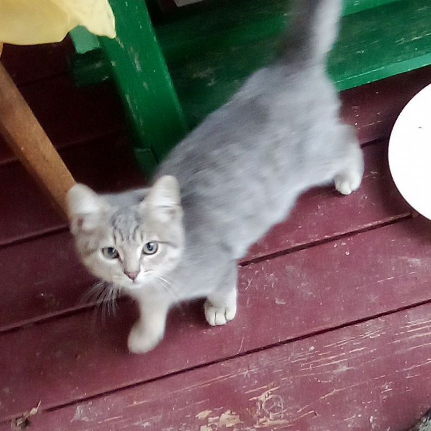 Котенок Бусинка