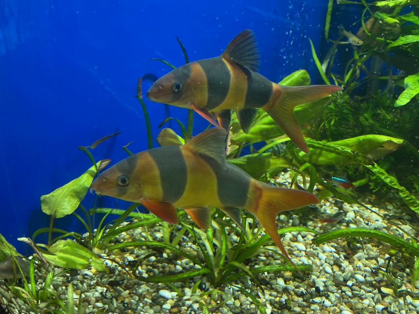 Скалярии и Боции-клоун взрослые