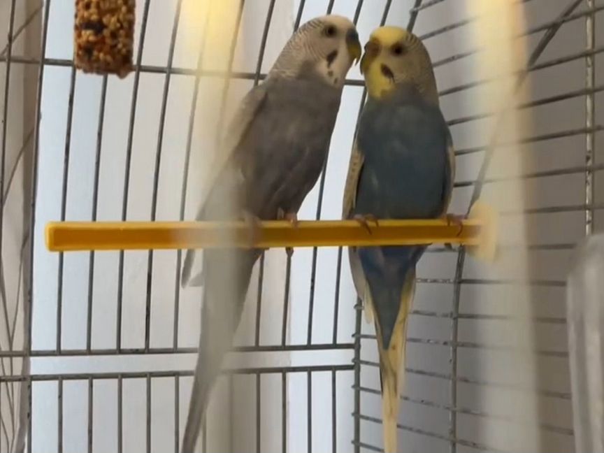 Волнистый попугай пара