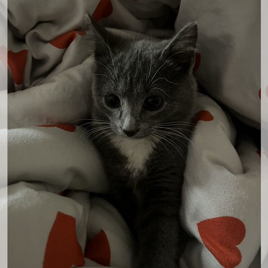 Котёнок в добрые руки