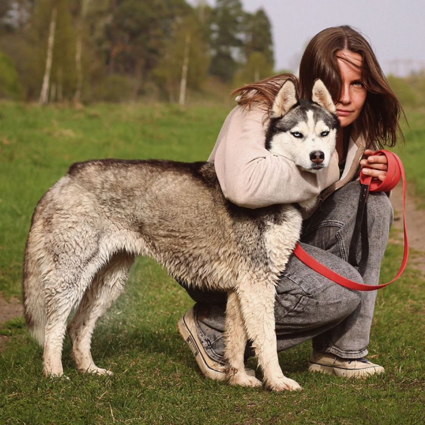 Сибирский хаски в добрые руки (в дар)