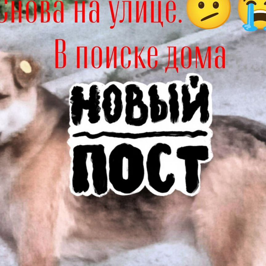 Взрослый пёс в добрые руки