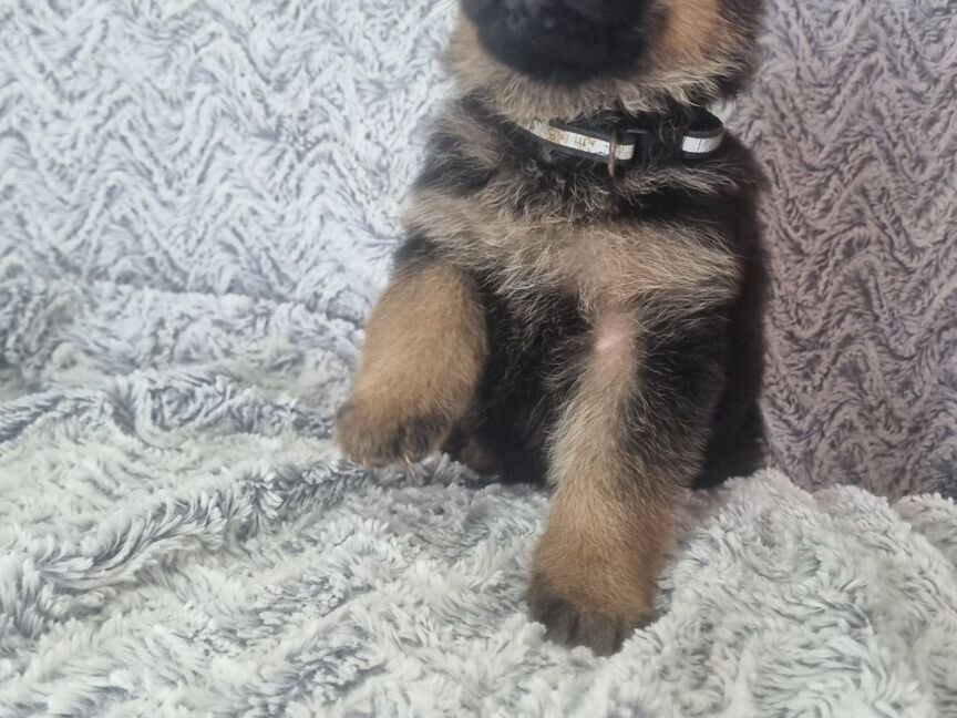 Щенки немецкой овчарки