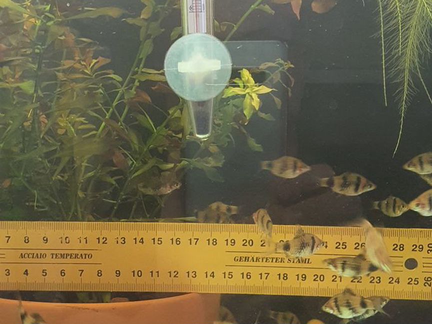 Барбус черный