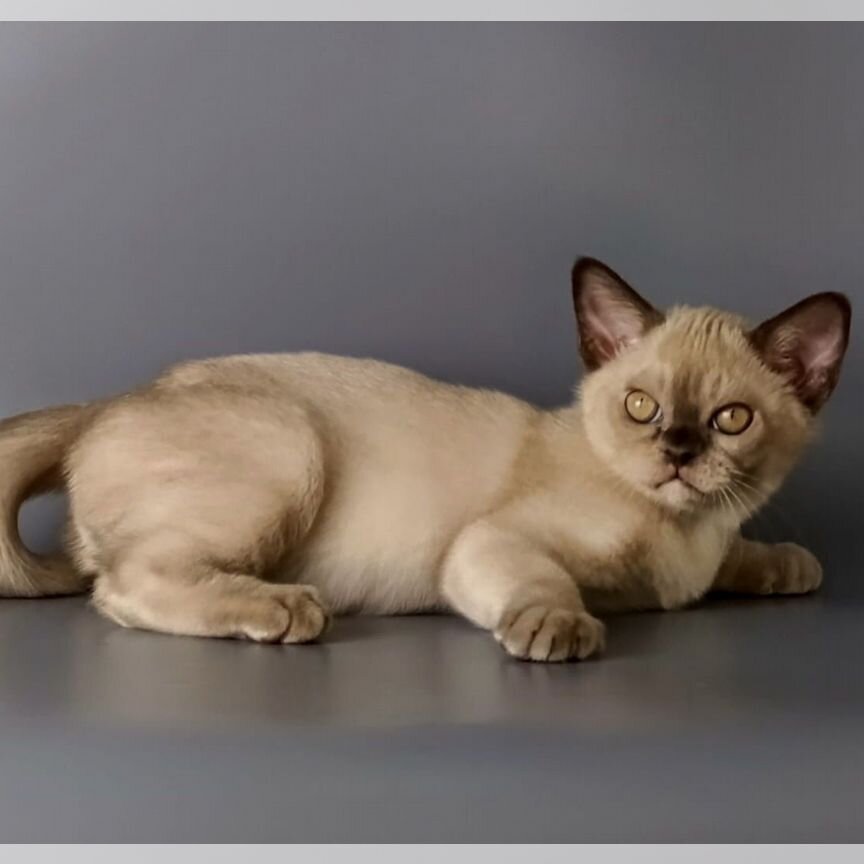 Европейский бурманский котёнок