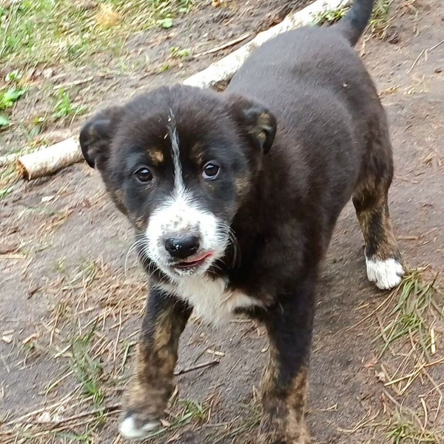 Щенок от частного владельца