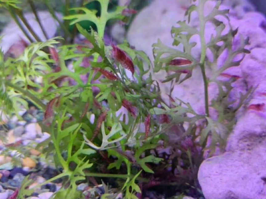 Аквариумные креветки вишенки