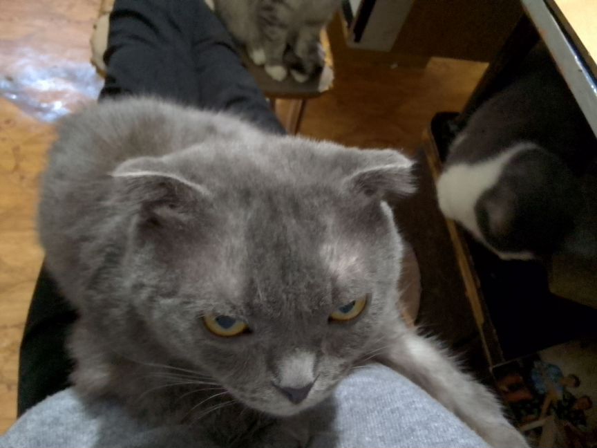 Кошка и кот очень хорошие мышеловы