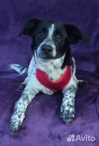 Маленькая Аби (щенок, почти спаниель)