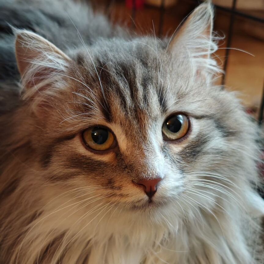 Котенок в добрые руки