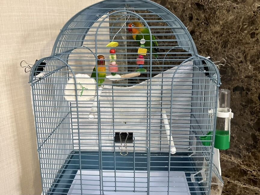 Пара попугаев нерозлучников