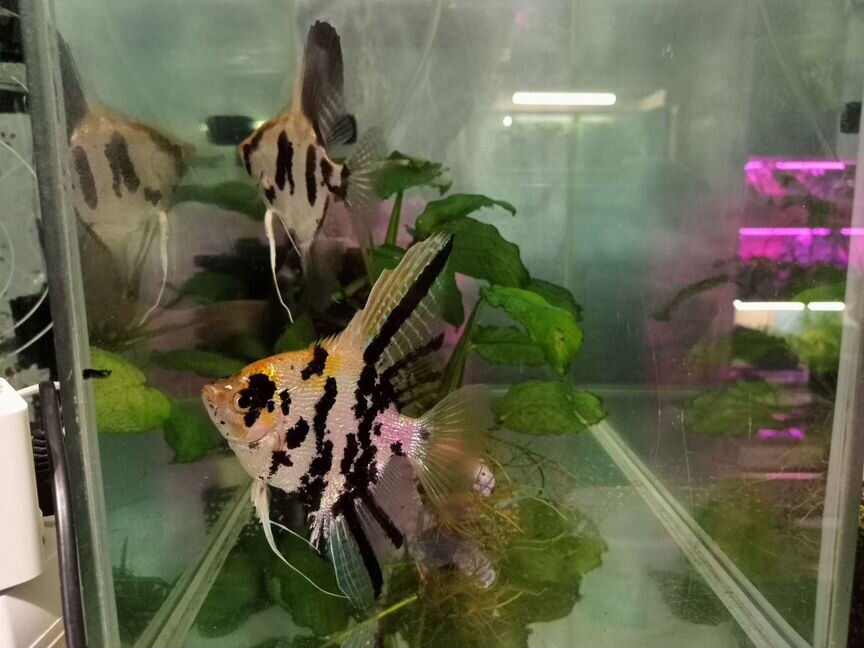 Скалярия (Нерестовая пара)