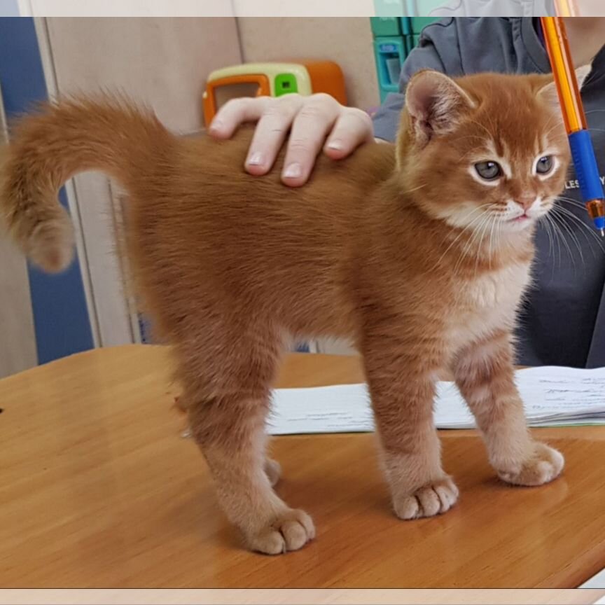 Шотландский прямоухий короткошёрстный котёнок