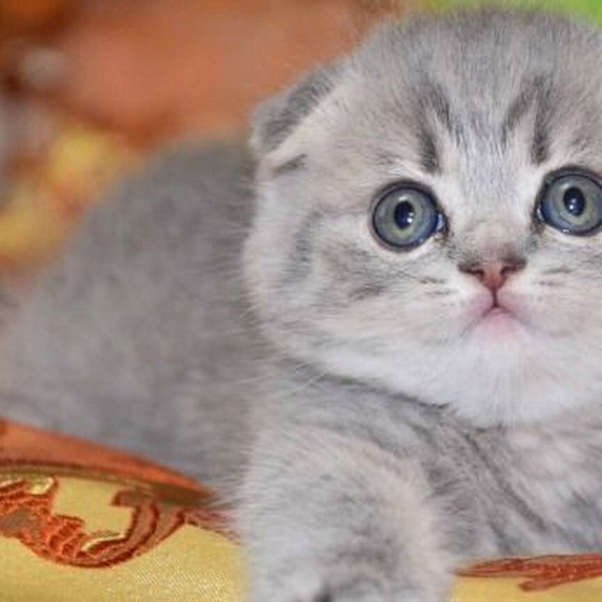 Шотландские вислоухие котята