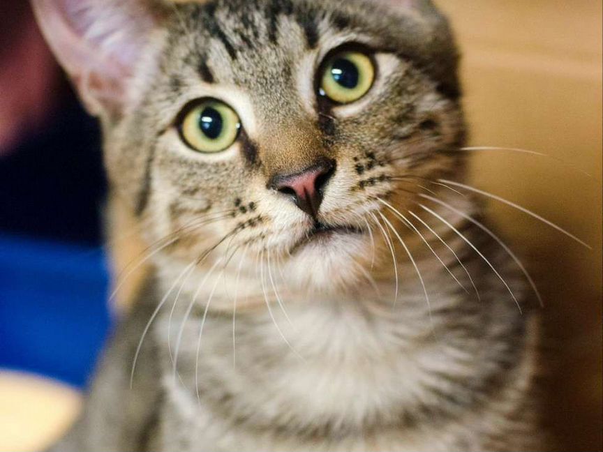 Котенок ищет дом
