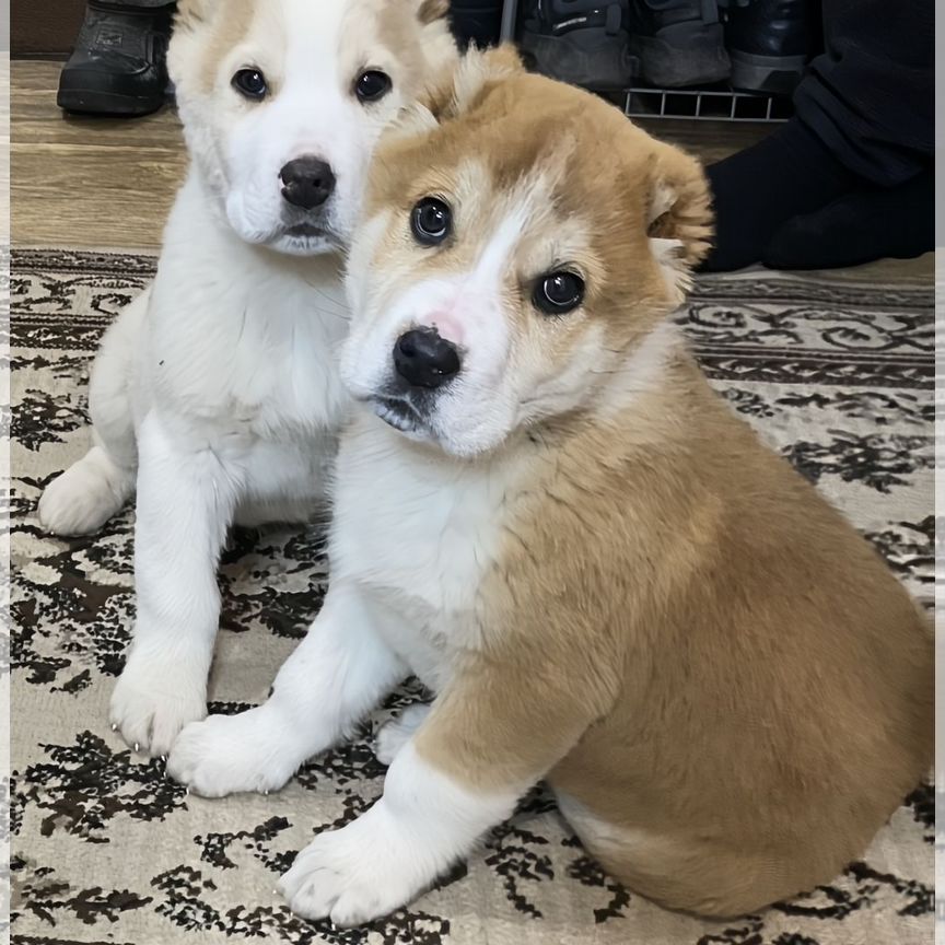 Среднеазиатская овчарка, щенок