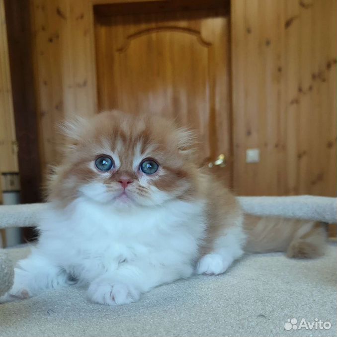 Шотландские рыжики