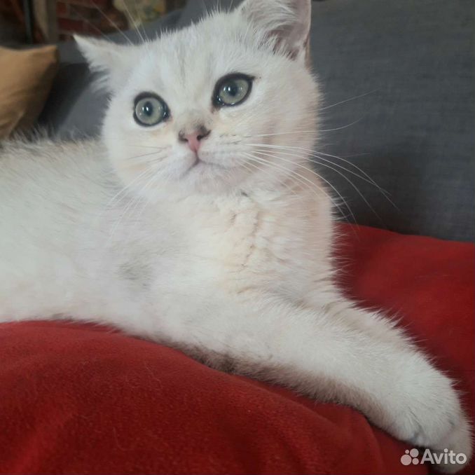 Потрясающий котик