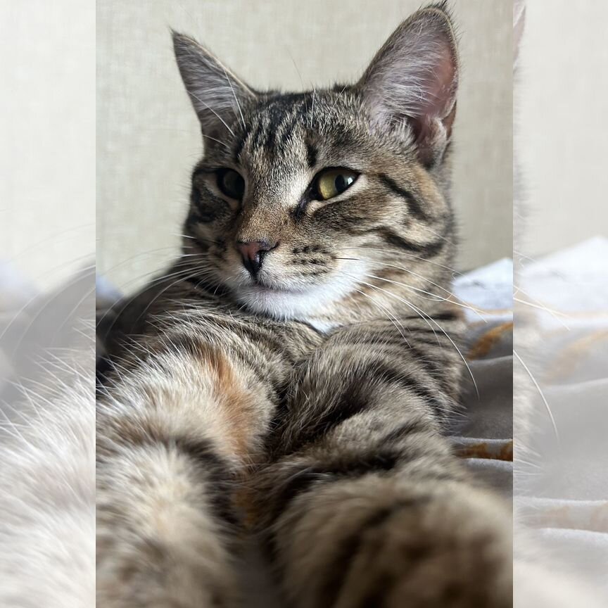 Передержка кошки