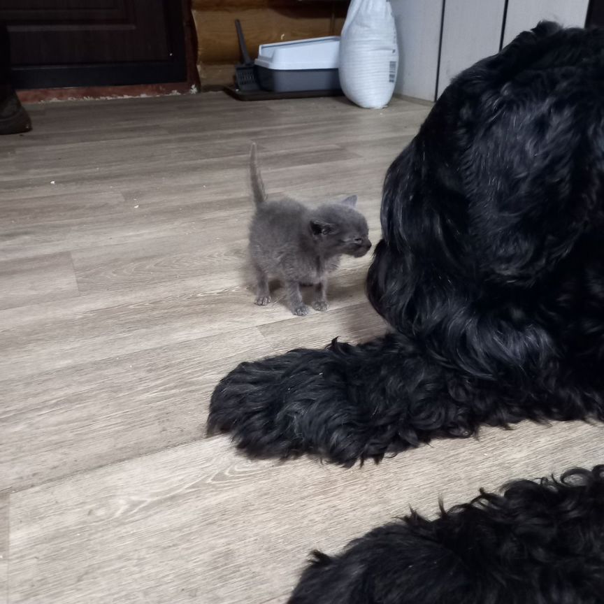 Котёнок в добрые руки