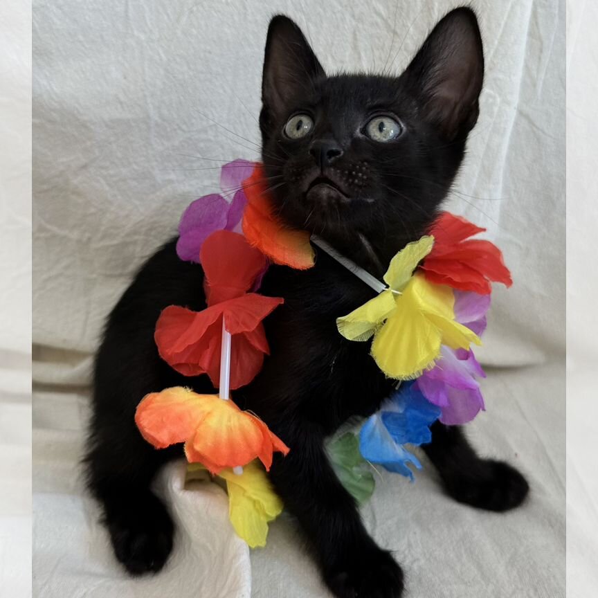 Котята