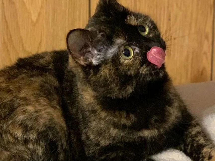 Кошка Гера