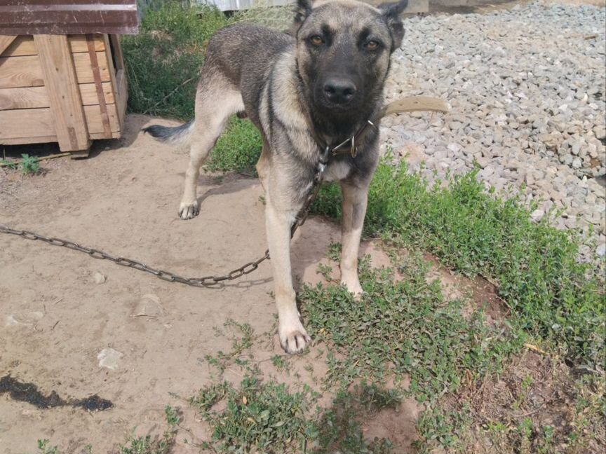 Бельгийская овчарка помесь