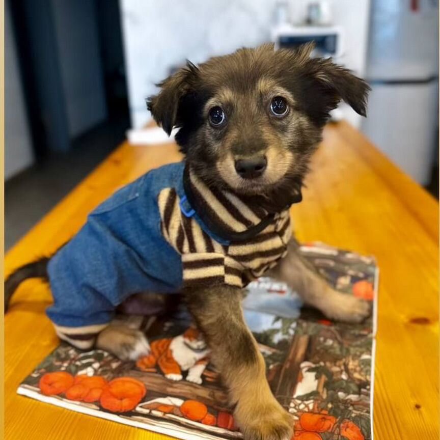 Щенок в добрые руки