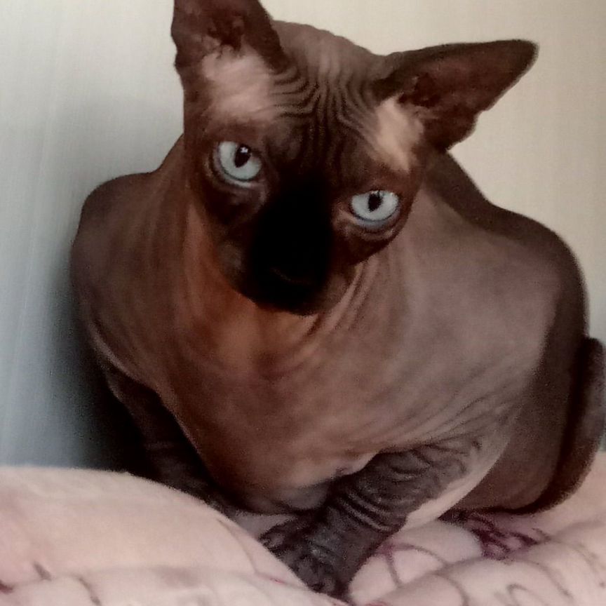 Канадский сфинкс в добрые руки