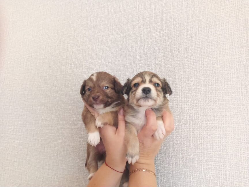 Той-терьер+болонка