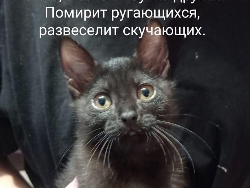 Чёрные котята в хорошие руки