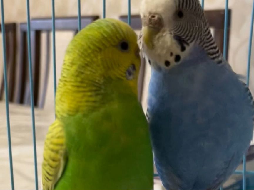 Волнистый попугай с клеткой