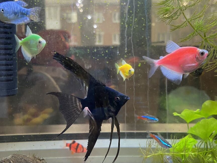 Аквариумные рыбки