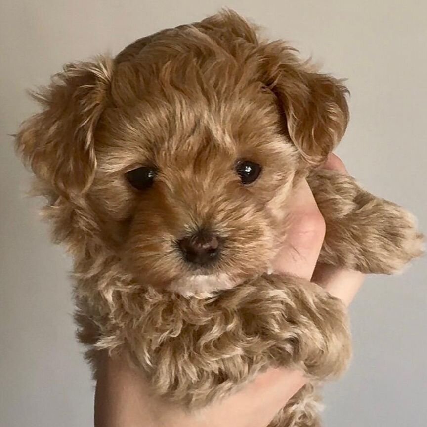 Мальтипу, щенок