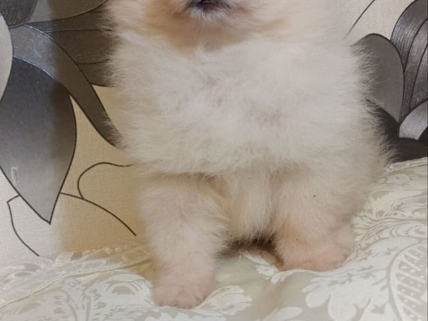 Крошки шпица на ладошку